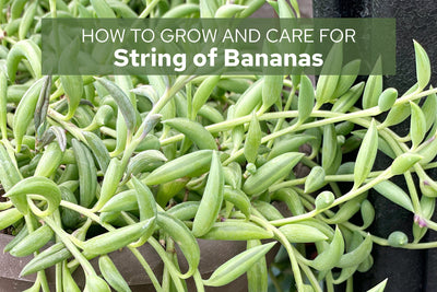 How to care for String of Tears - Succulents Box