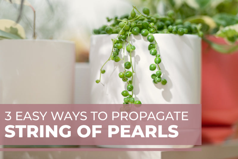 10 Easiest Succulents to Propagate: Comprehensive Guide - Succulents Box