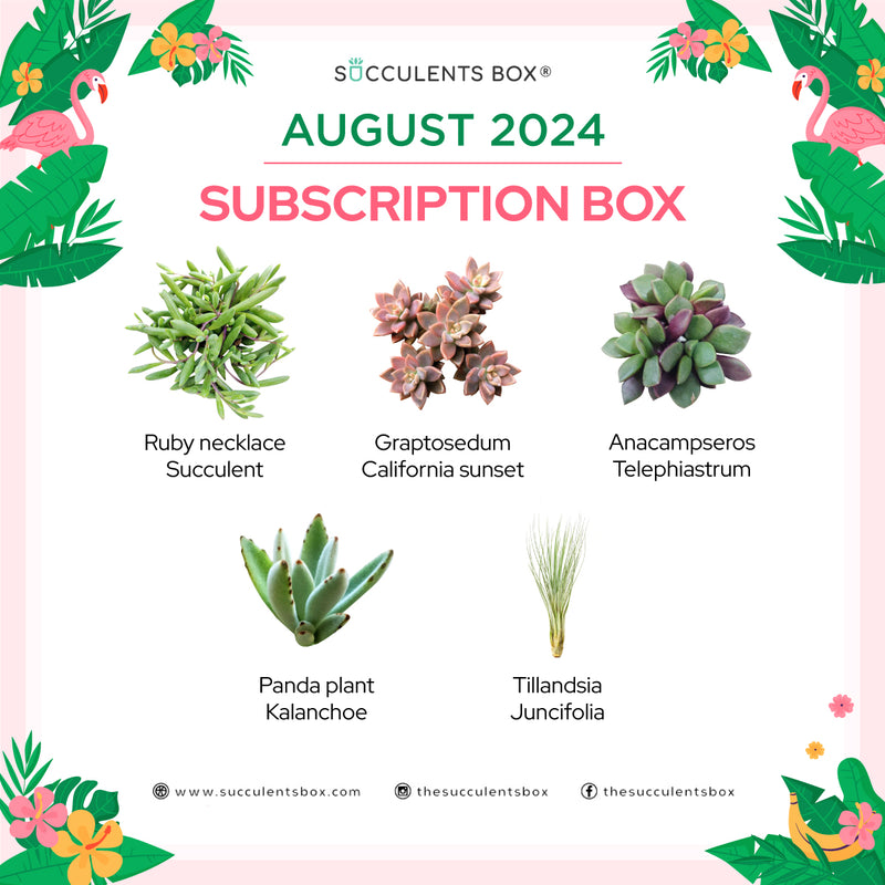 Past Boxes | Monthly Box of Healthy & Unique Succulents & Air Plants ...