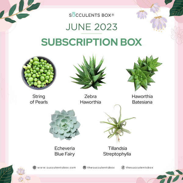 Past Boxes | Monthly Box of Healthy & Unique Succulents & Air Plants ...
