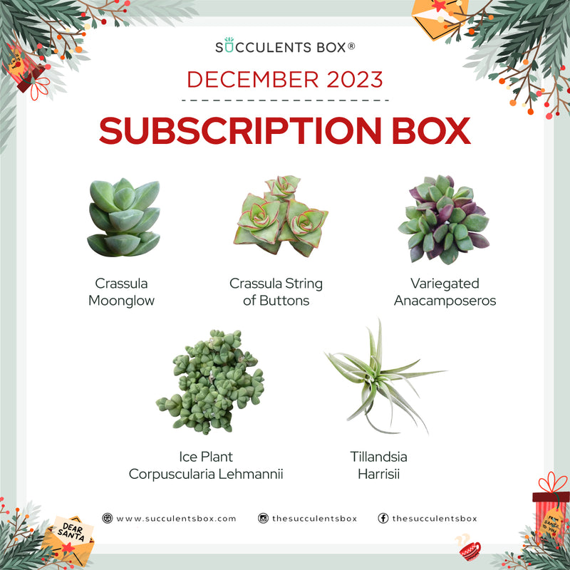 Past Boxes | Monthly Box of Healthy & Unique Succulents & Air Plants ...