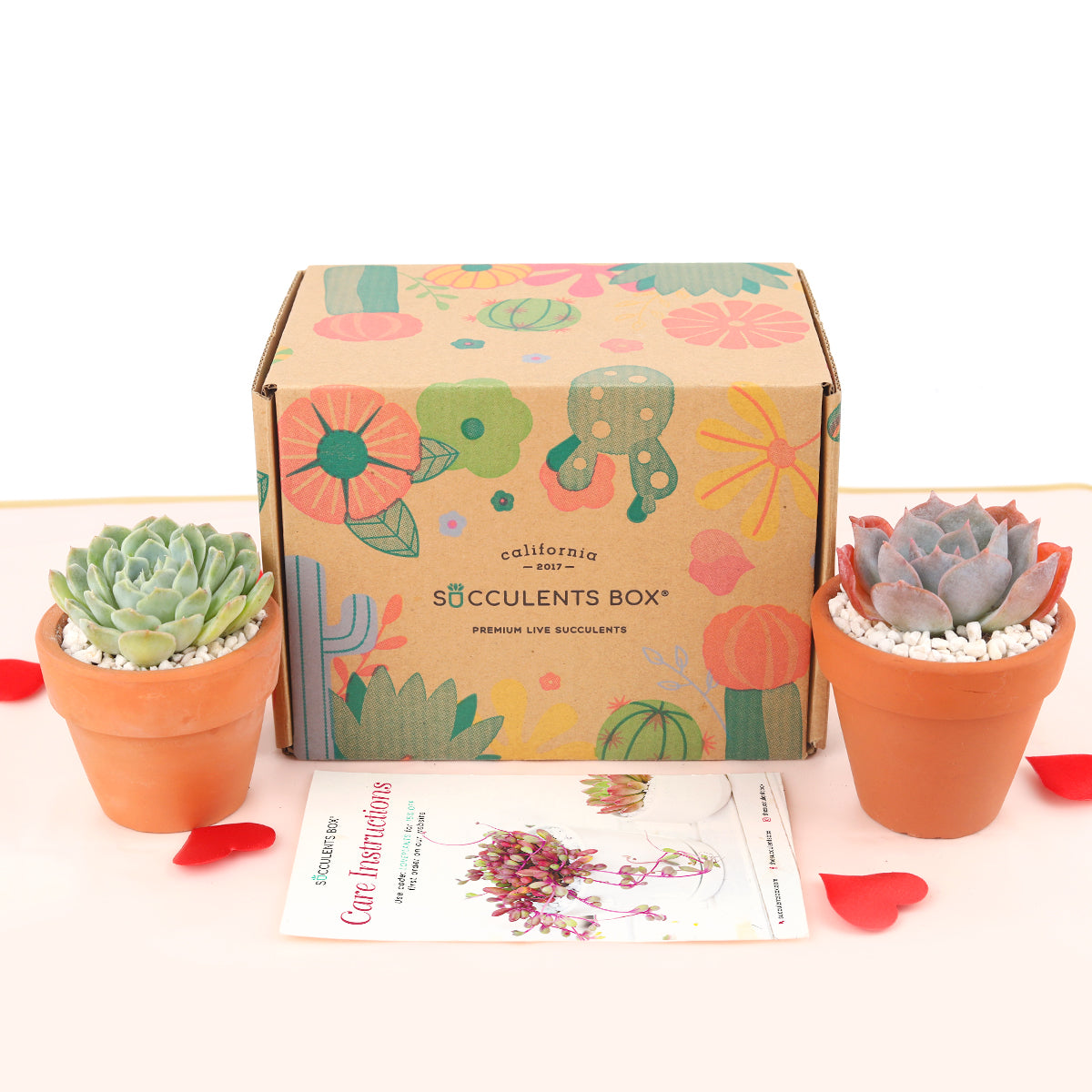 Buy Succulent Subscription Box Online: 2 Succulents 2 Clay Pots/ Month ...