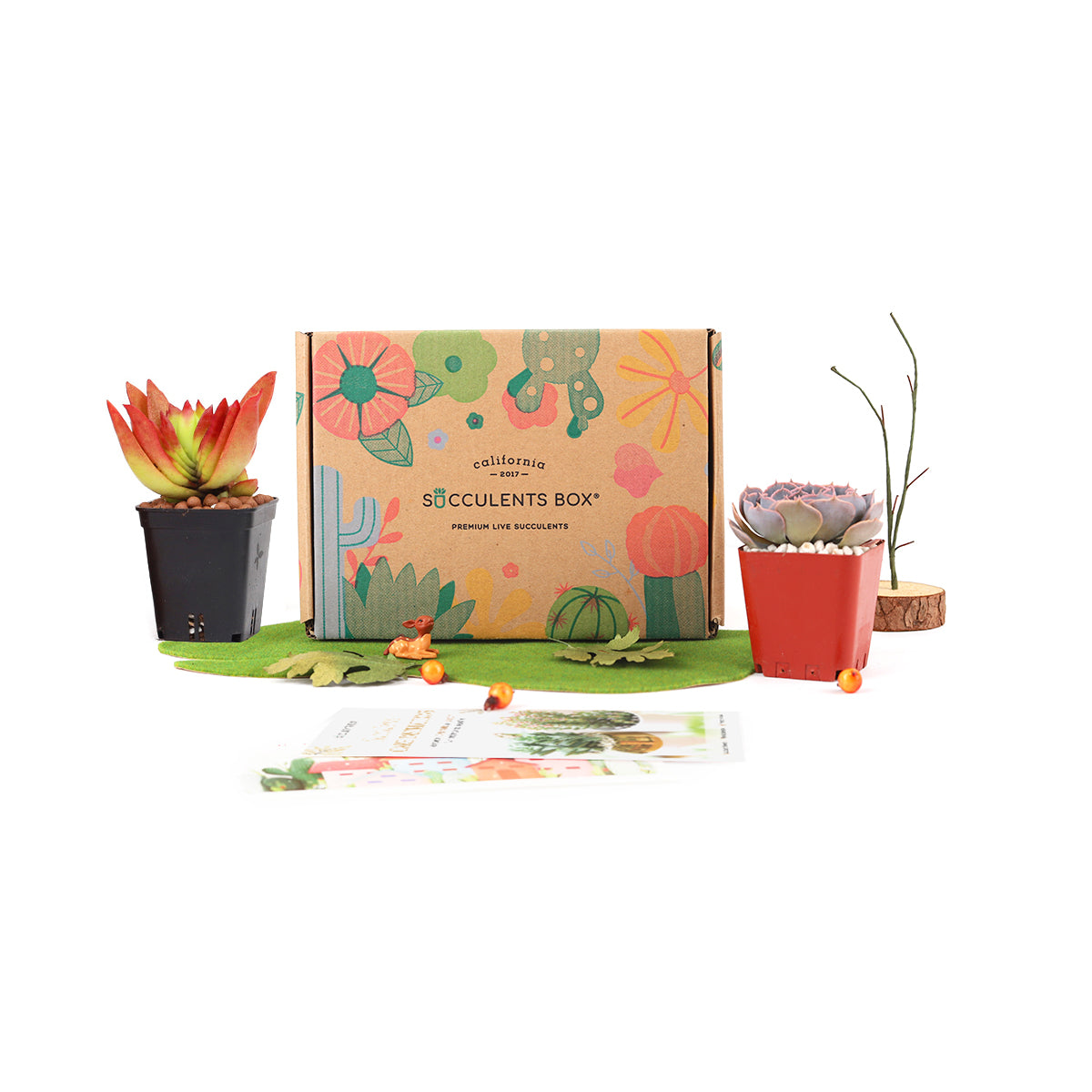 Monthly Succulent Subscription Boxes with Care Instruction | Send ...