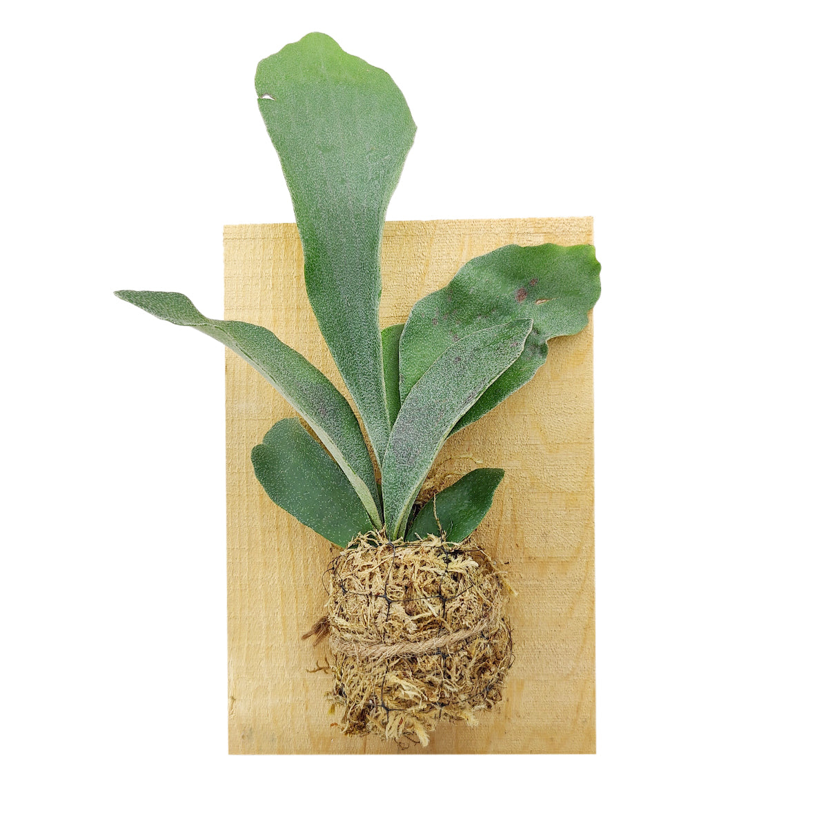 Staghorn Fern On Wood Plank, Succulent Gift Decoration - Succulents Box