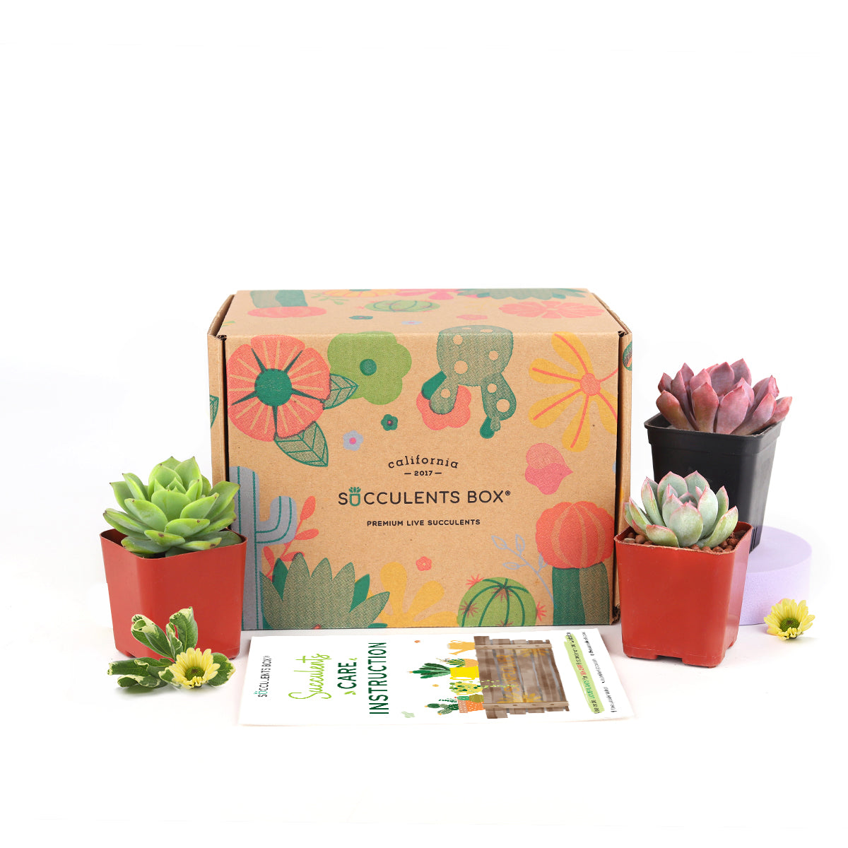 Gift 3 succulent/ month | Succulents Box