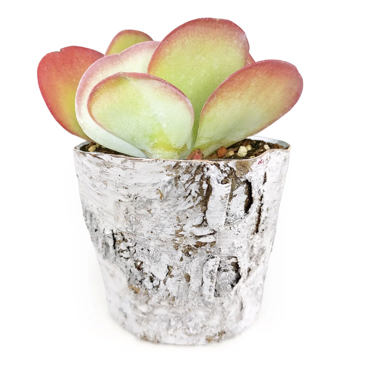 Birch Pot Large Size, Decorative Pot for Indoor Plant, Home Decor Ideas ...