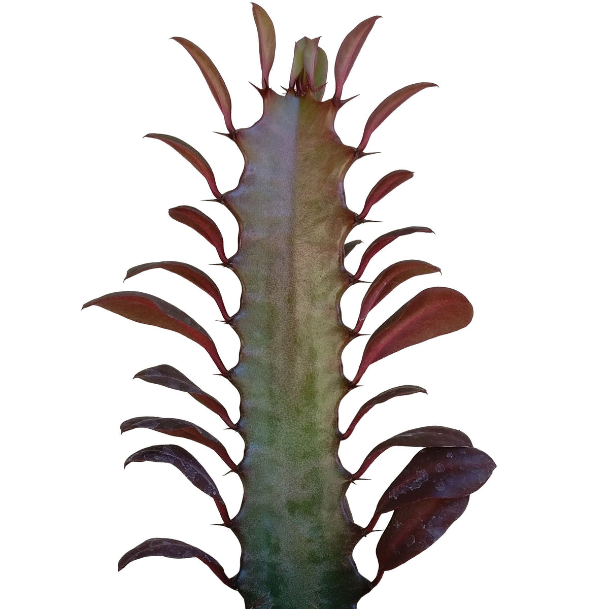 Euphorbia Cactus Milk