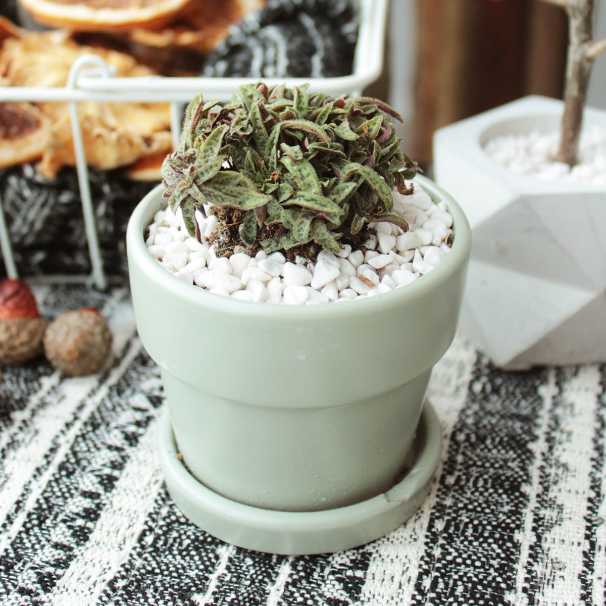 Crassula Tiger Jade - Crassula Picturata Colorful Succulent Care Guide ...