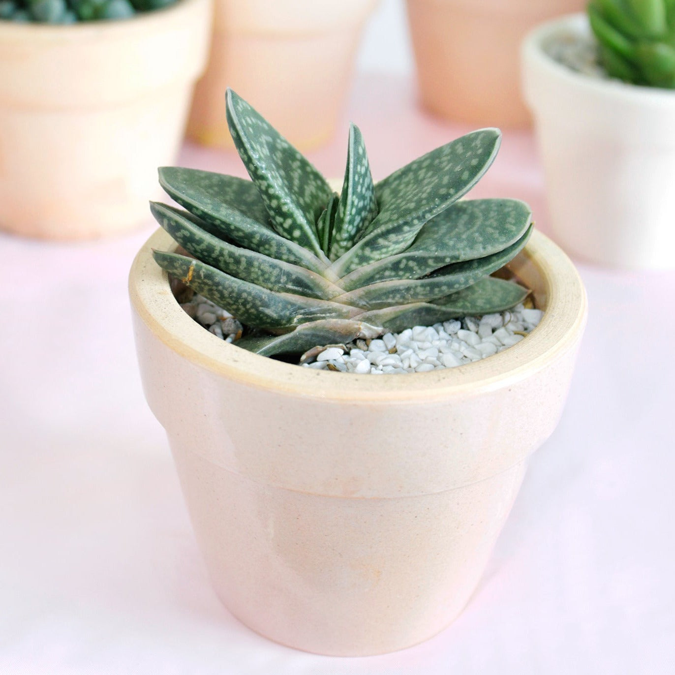 Gasteria Little Warty Succulent - Unique Texture & Low Maintenance ...
