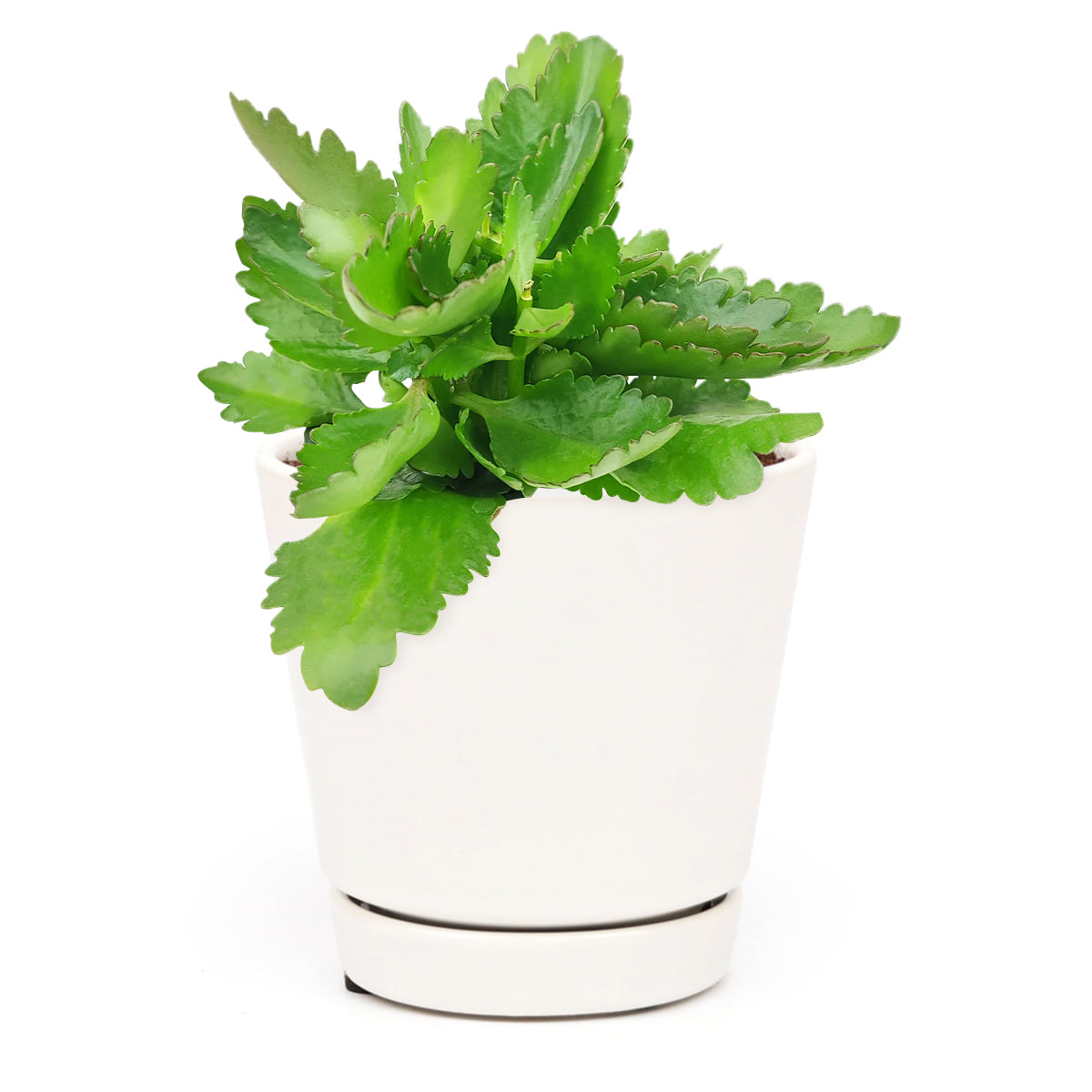 Calandiva Orange: The Easy-Care Houseplant With Beautiful Orange ...