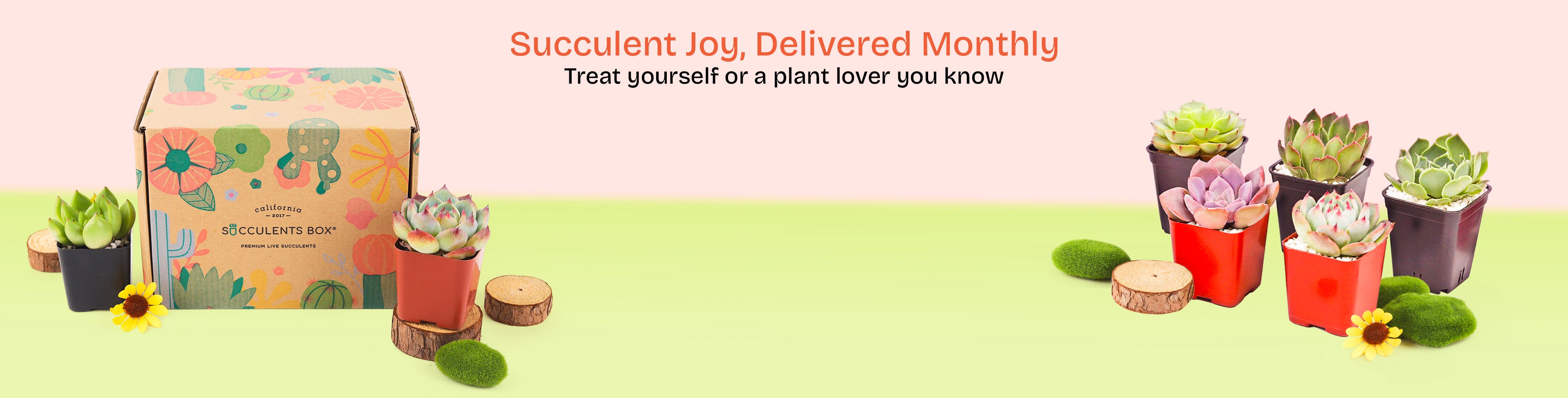 Succulent Subscription Box Delivered Monthly - Succulents Box®