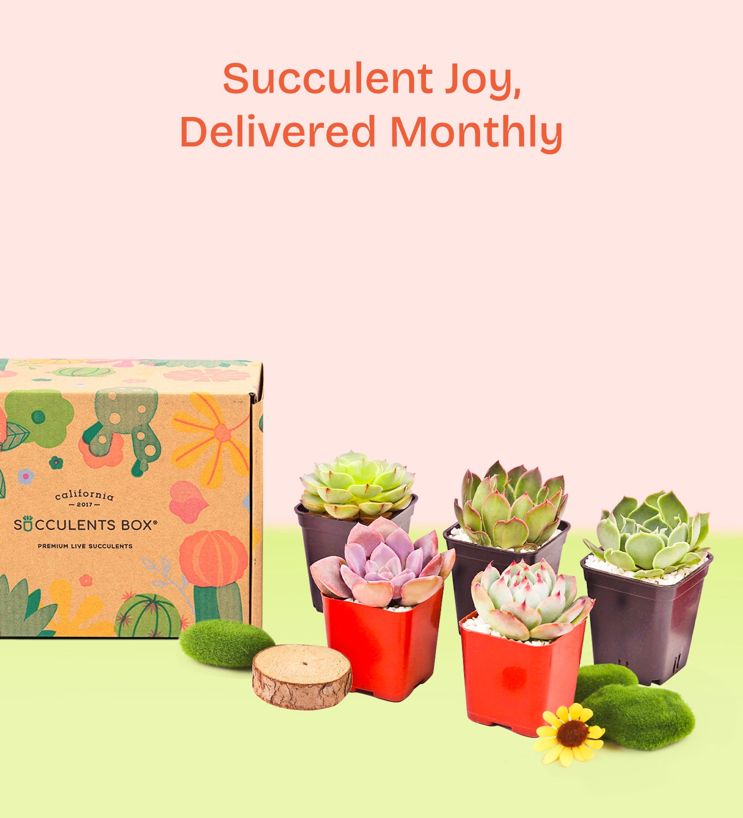 Succulent Subscription Box Delivered Monthly - Succulents Box®