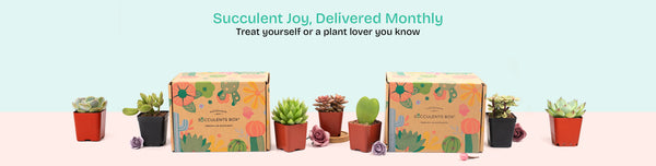 Succulents Box® - Succulent Subscription Box Delivered Monthly