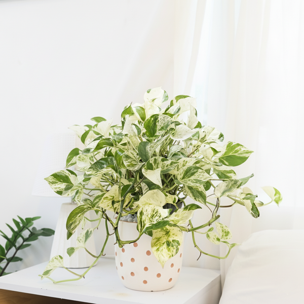Pothos Varieties for Sale | Best Air Purifying Houseplants to Grow ...