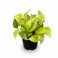 Pothos Varieties for Sale | Best Air Purifying Houseplants to Grow ...