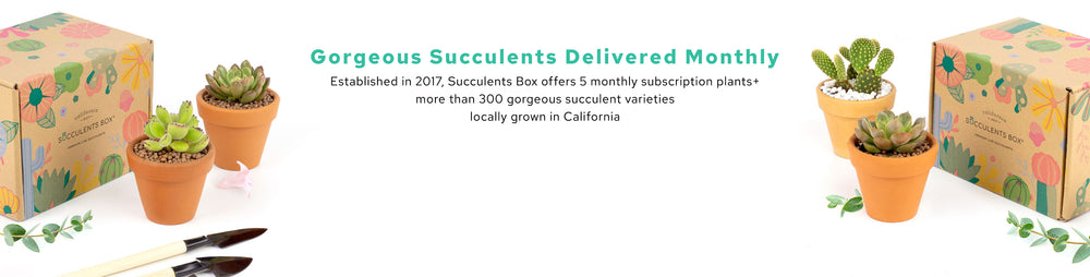 Premium Monthly Succulent Subscription with Clay Pots | Succulents Box