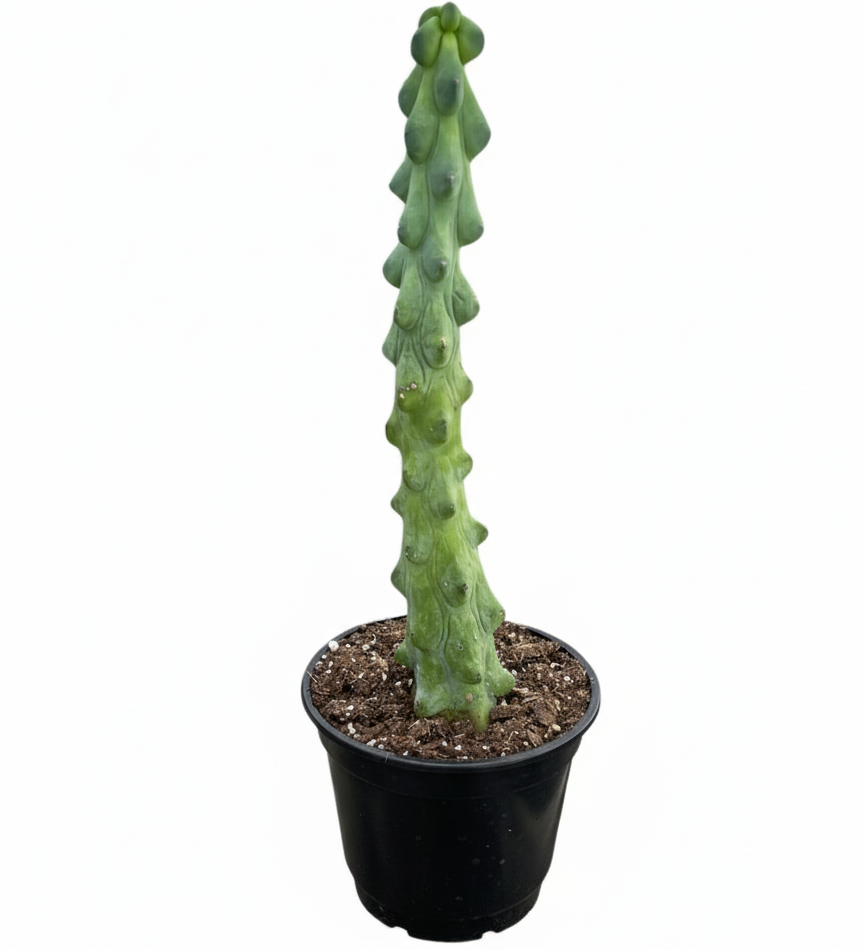 Boobie Cactus - Unique, Rare Catus, Indoor Plants For Sale in CA ...