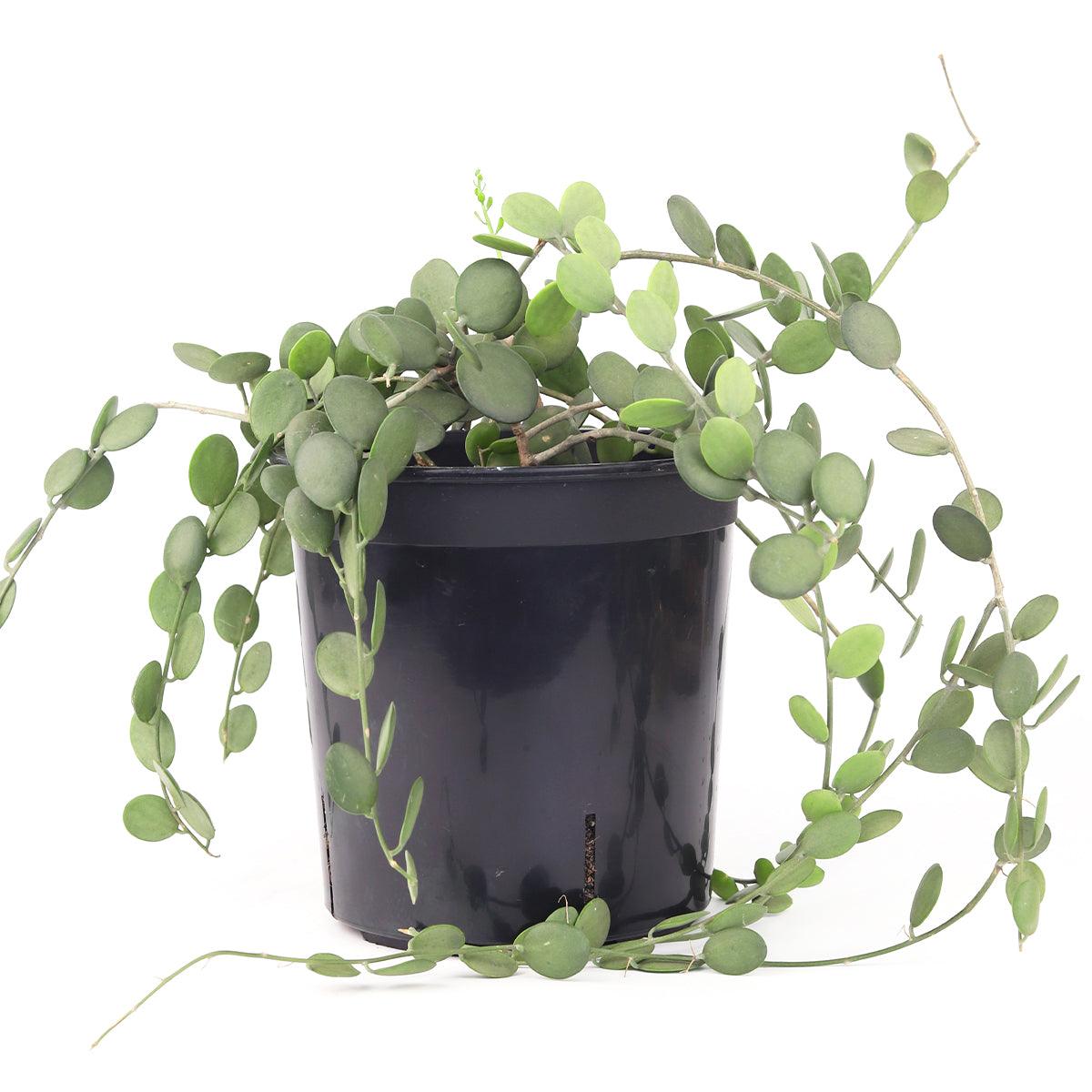 Silver Dollar Plant