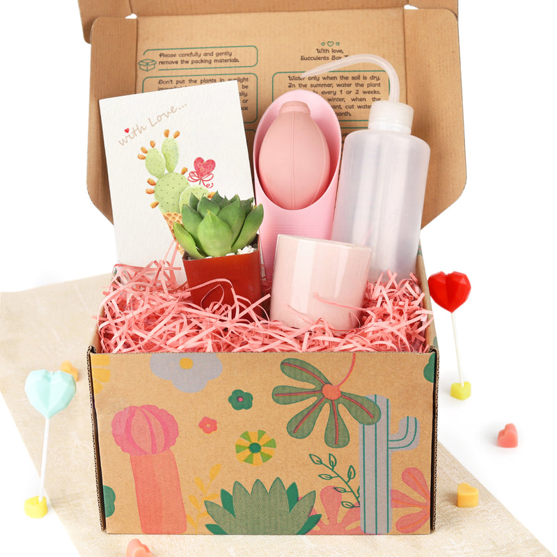 Beginner Kit Gift Box - Succulents Box