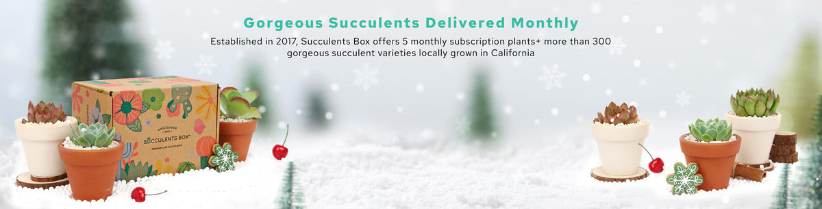 Premium Monthly Succulent Subscription with Clay Pots | Succulents Box
