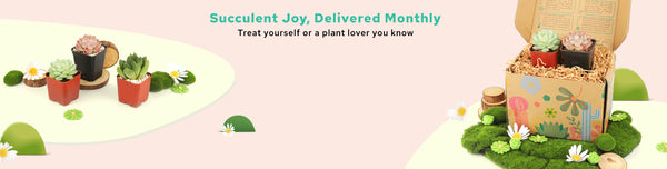 Succulents Box® - Succulent Subscription Box Delivered Monthly