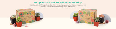 Succulents Box® - Succulent Subscription Box Delivered Monthly