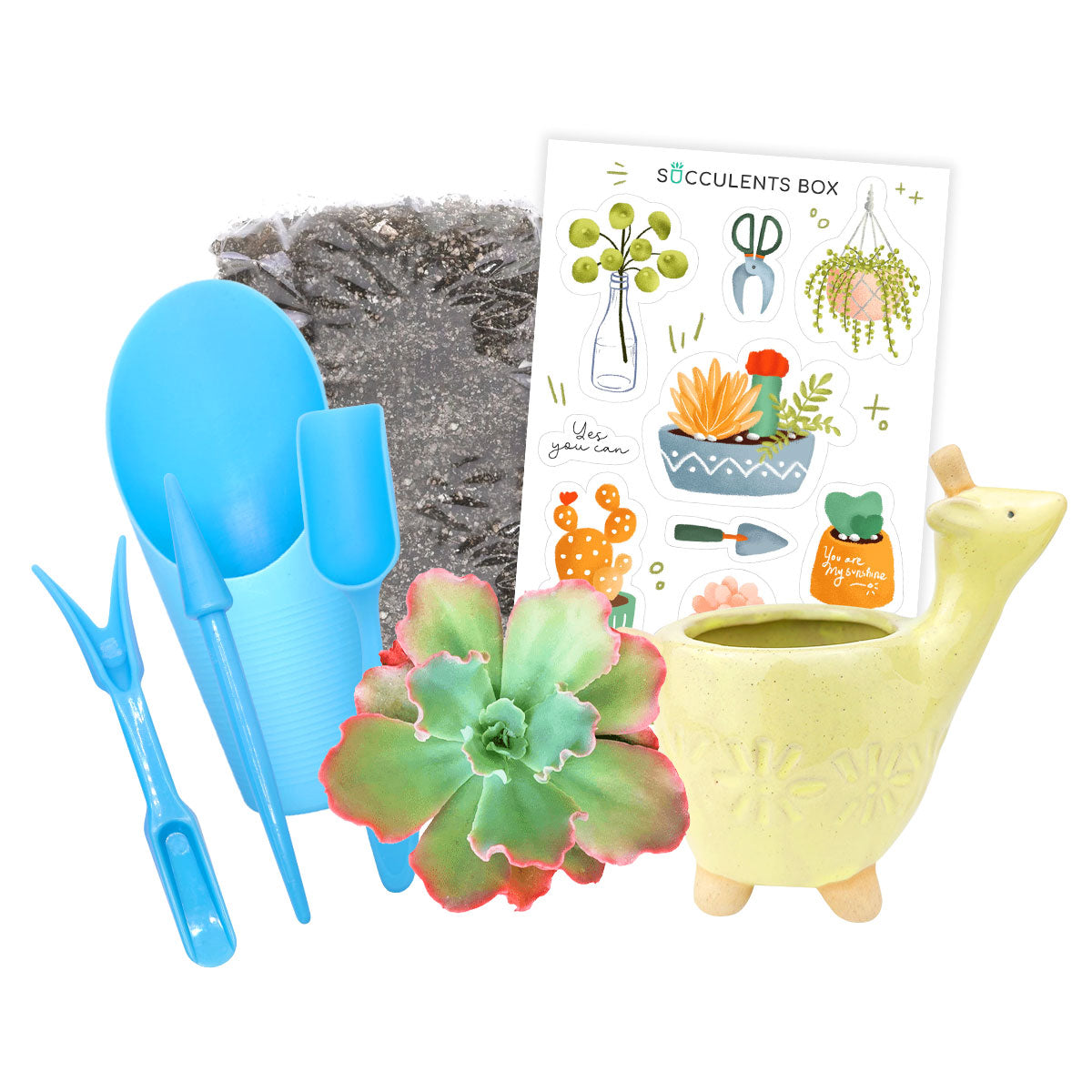 Kid-friendly Succulent Kit (tools + 4" plant) | Kids DIY Garden Kit ...