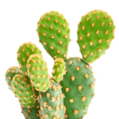 Opuntia Rufida Minima - Mini Cinnamon Cactus & Care Guide - Succulents Box