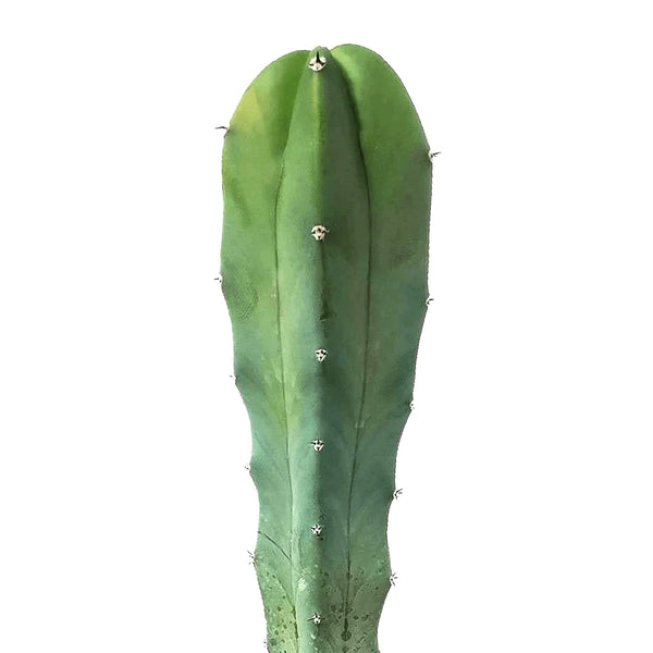 Blue Candle Cactus - Myrtillocactus Geometrizans - Live Plant as Gift ...