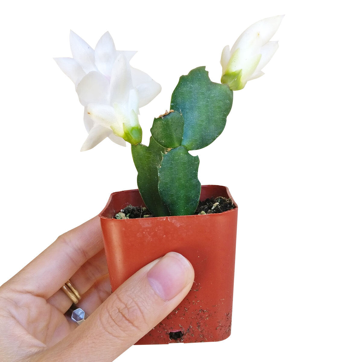 Blooming Christmas Cactus for Sale Online, Holiday Gift Decor Ideas ...