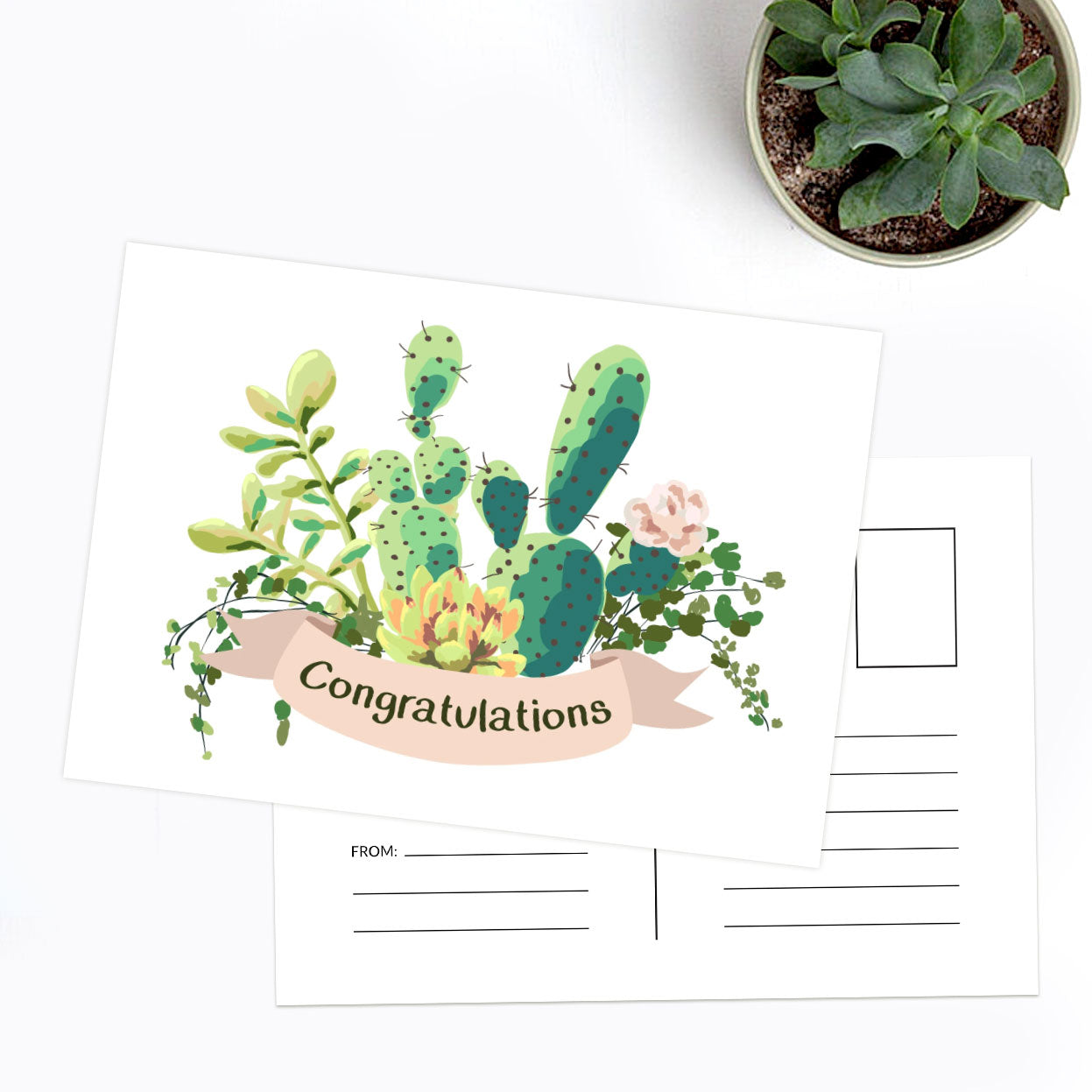 Succulents Congratulations Card | Succulents Greeting Card - Succulents Box