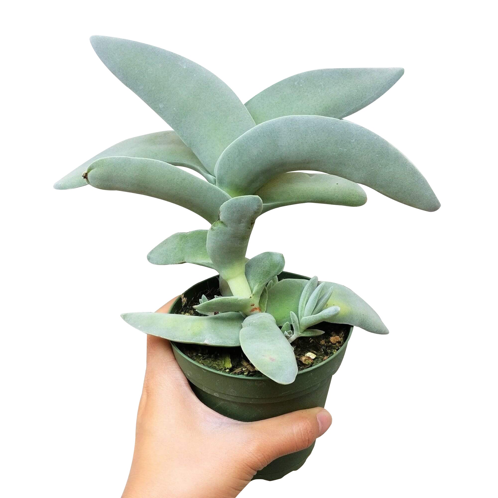 Crassula Falcata Propeller Succulent Plant | Unique Succulent Gift ...