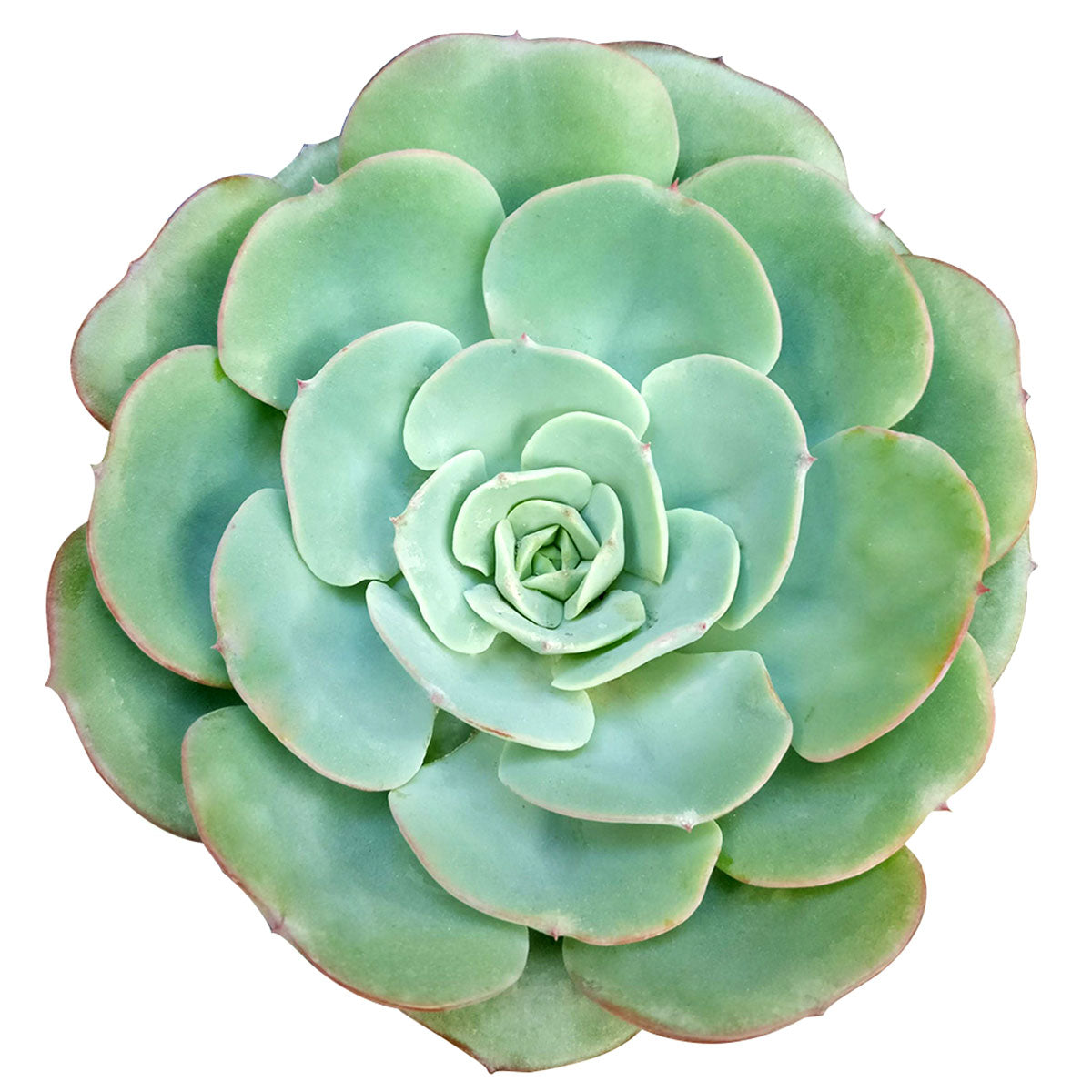 Atlantis Plants