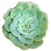 Echeveria Atlantis Succulent for Sale | Succulents Care Guide ...