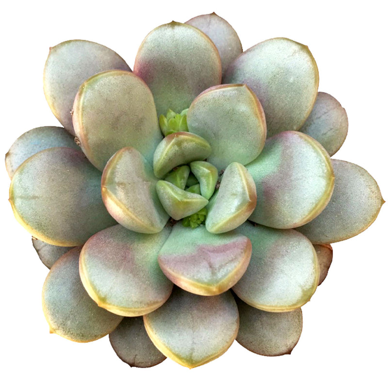 Graptoveria Amethorum Succulent & Care Guie | Succulents Gift Decor ...