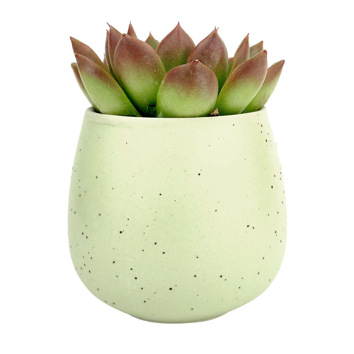 Green Egg Pot | Elegant Ceramic Pot for Plants and Flowers | Mini Pot ...