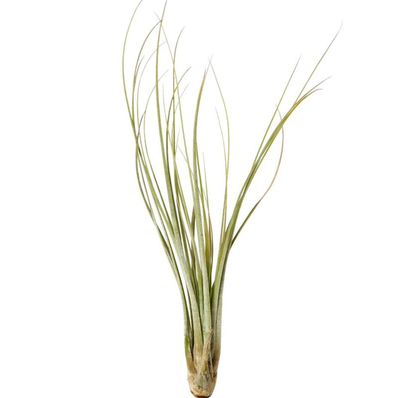 Tillandsia Juncea Air Plant & Care Instruction | Air Plants Gift Decor ...