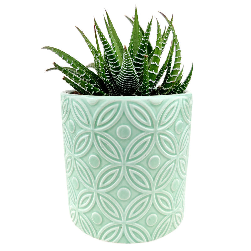 Mint Deco Pot | Modern Style Indoor Succulent Pot for Sale - Succulents Box