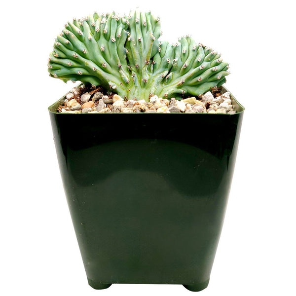 Dinosaur Back Plant | Unique Shaped Cactus | Crested Blue Candle ...