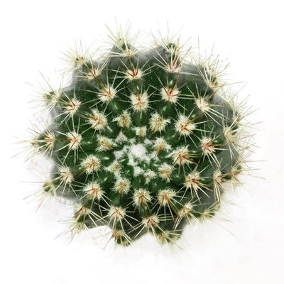 Notocactus Roseoluteus Cactus | Succulent Care Guide - Succulents Box