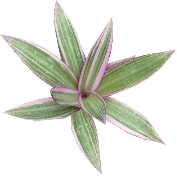 Rhoeo Tricolor Tradescantia spathacea Succulent | Care Guide ...