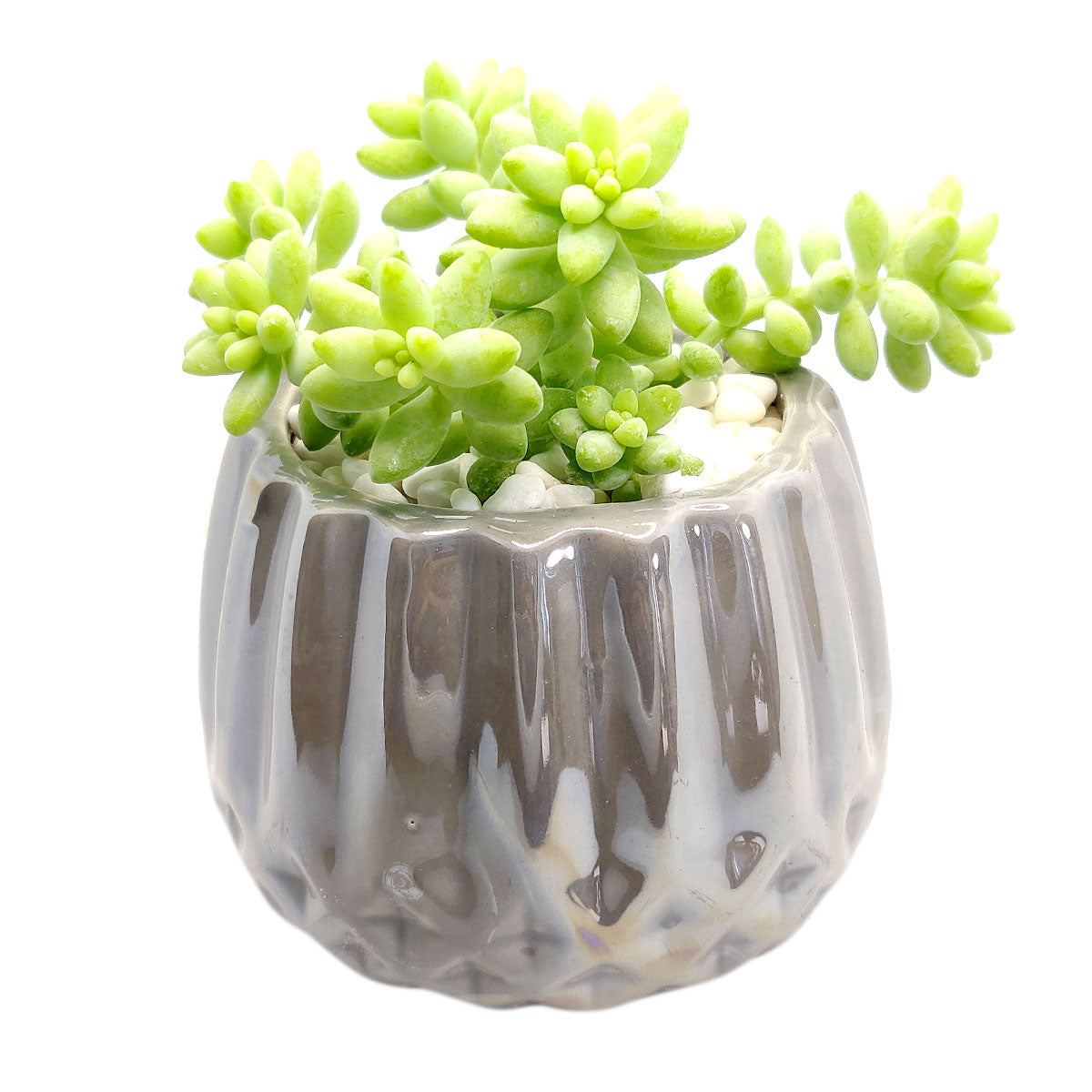 Random 3 Pack Modern Geometric Pots | Succulent Pot for sale ...