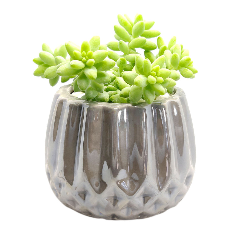 Silver Modern Geometric Pot | Succulent Pot for sale | Succulent Gifts ...