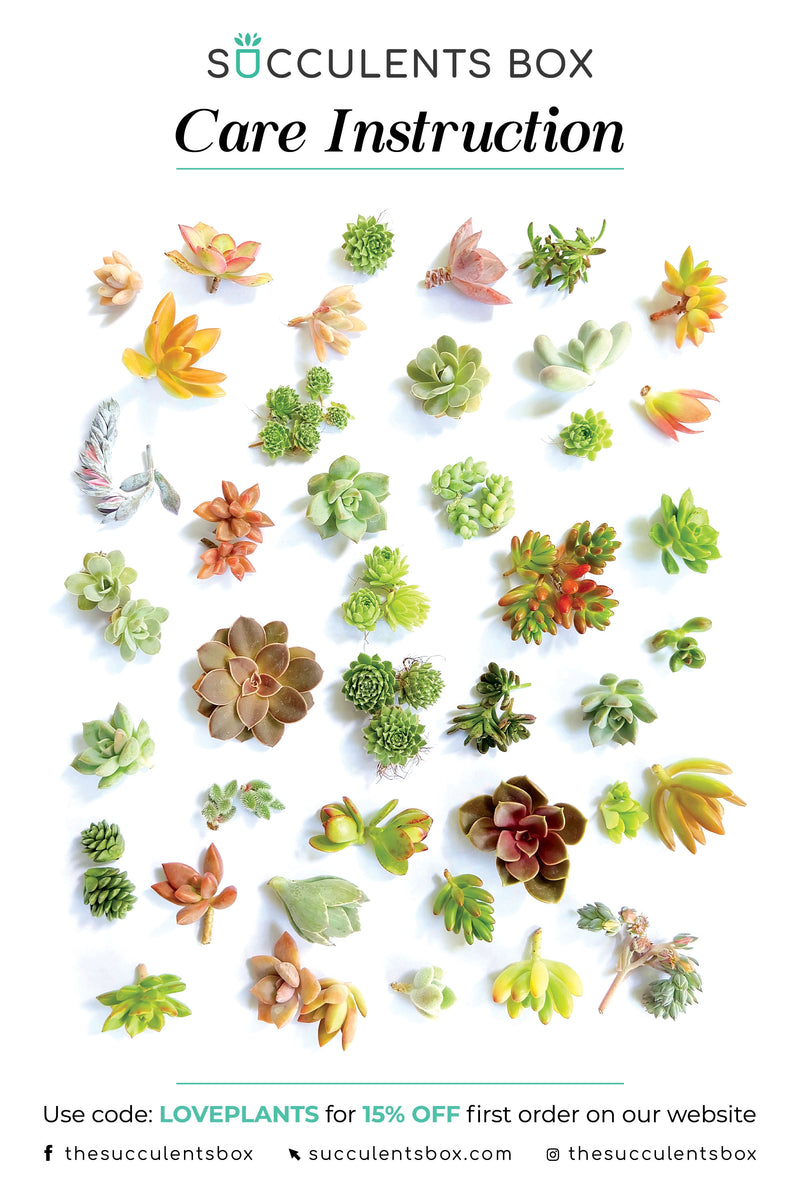 Succulent Care Card | Succulents Note Cards | Succulents Care ...