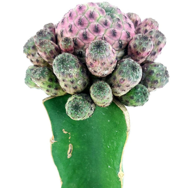Sulcorebutia Rauschii Rare Cactus | Unusual Cactus Succulent Collection ...