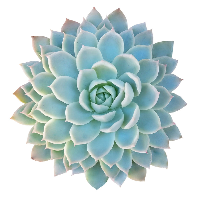 Echeveria Violet Queen - Succulents Box