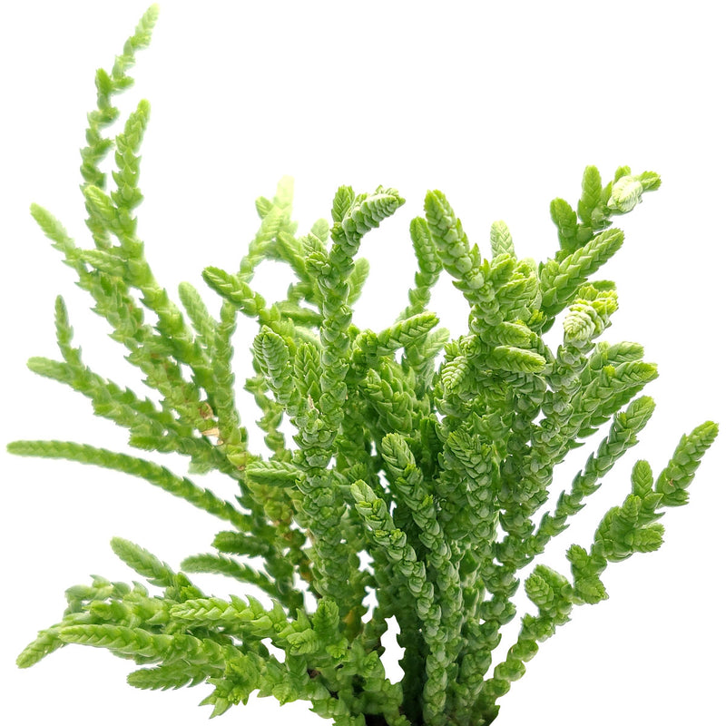 Crassula Watch Chain - Crassula Imperialis Succulent with Care Guide ...