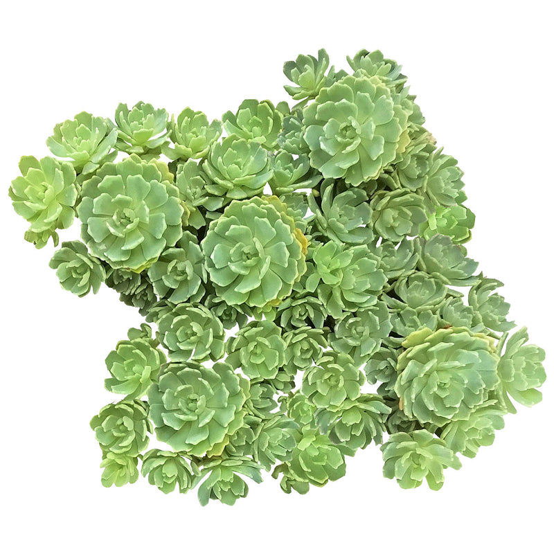 White Diamond Sedum (Sedum pachyclados) Succulent Care - Succulents Box