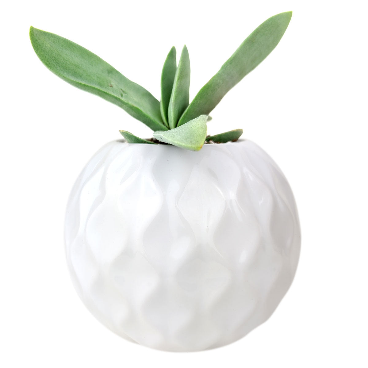Round Wavy Pot | Small Pot for Succulents | Modern Home Decor Ideas ...