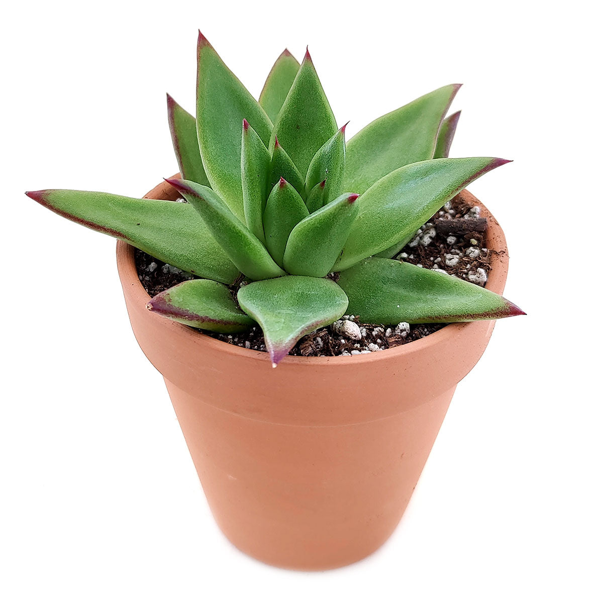 Echeveria Agavoides Lipstick Succulent - Colorful Succulents For Sale ...